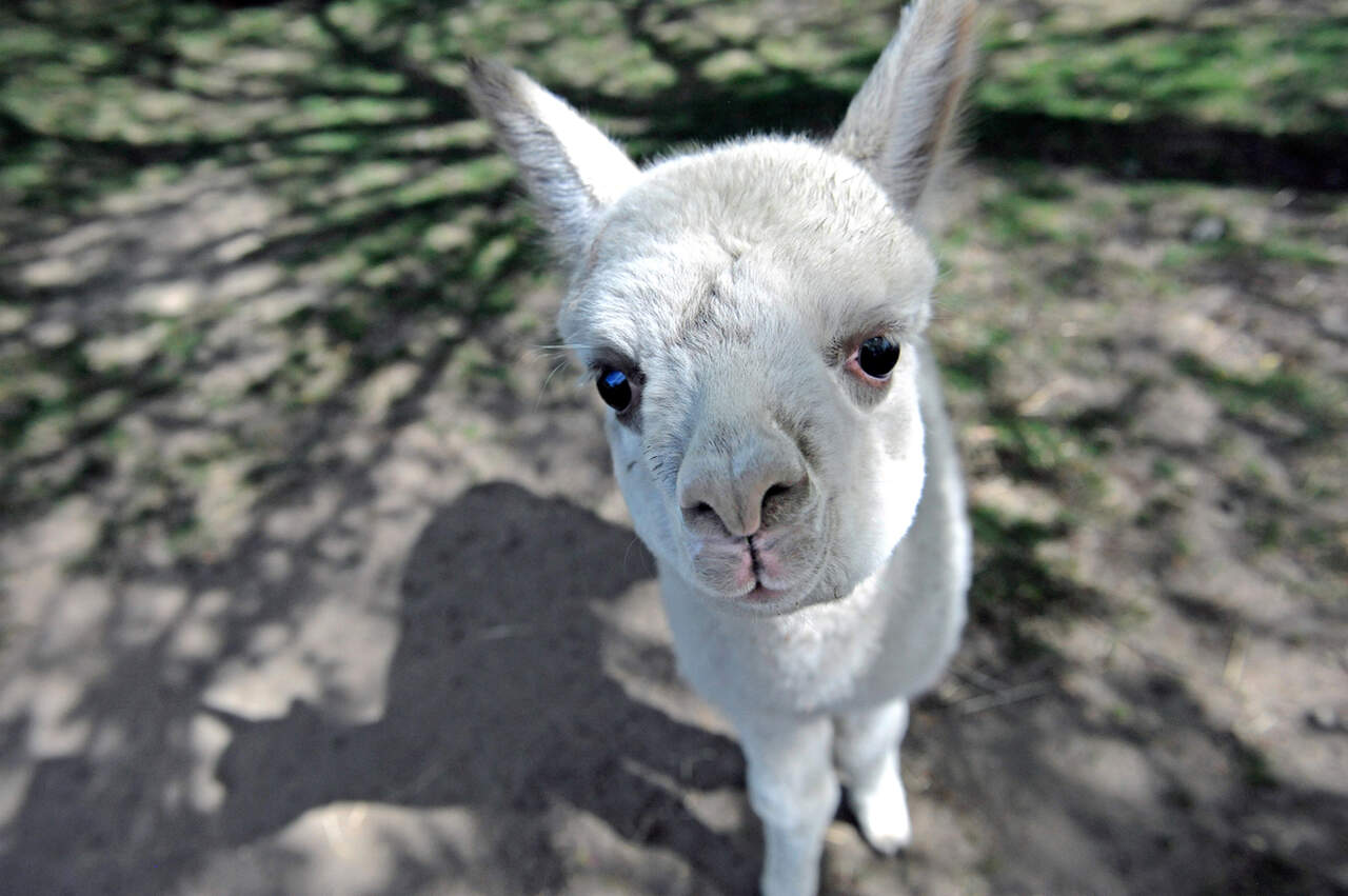 Exploring Queens Zoo: History, Wildlife & More - NYC Reviewed